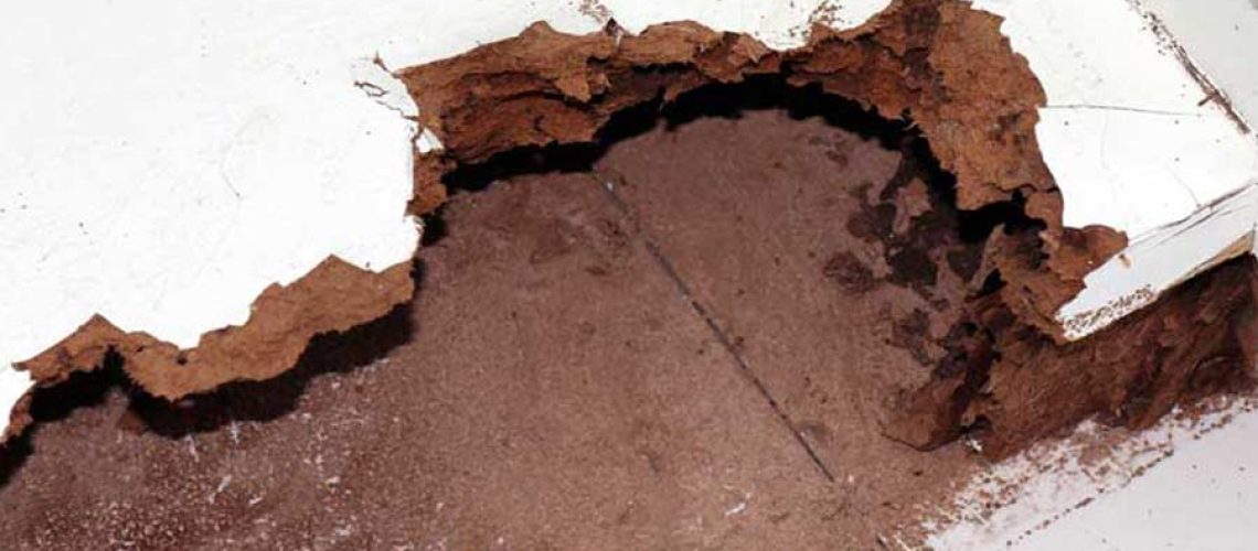 Wood Destroying Insects (WDI) and What You Should Know - Profound Home ...